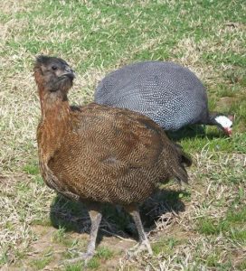 Guinea-Chicken Hybrid: Can Chickens and Guineas Breed? - Backyard Poultry